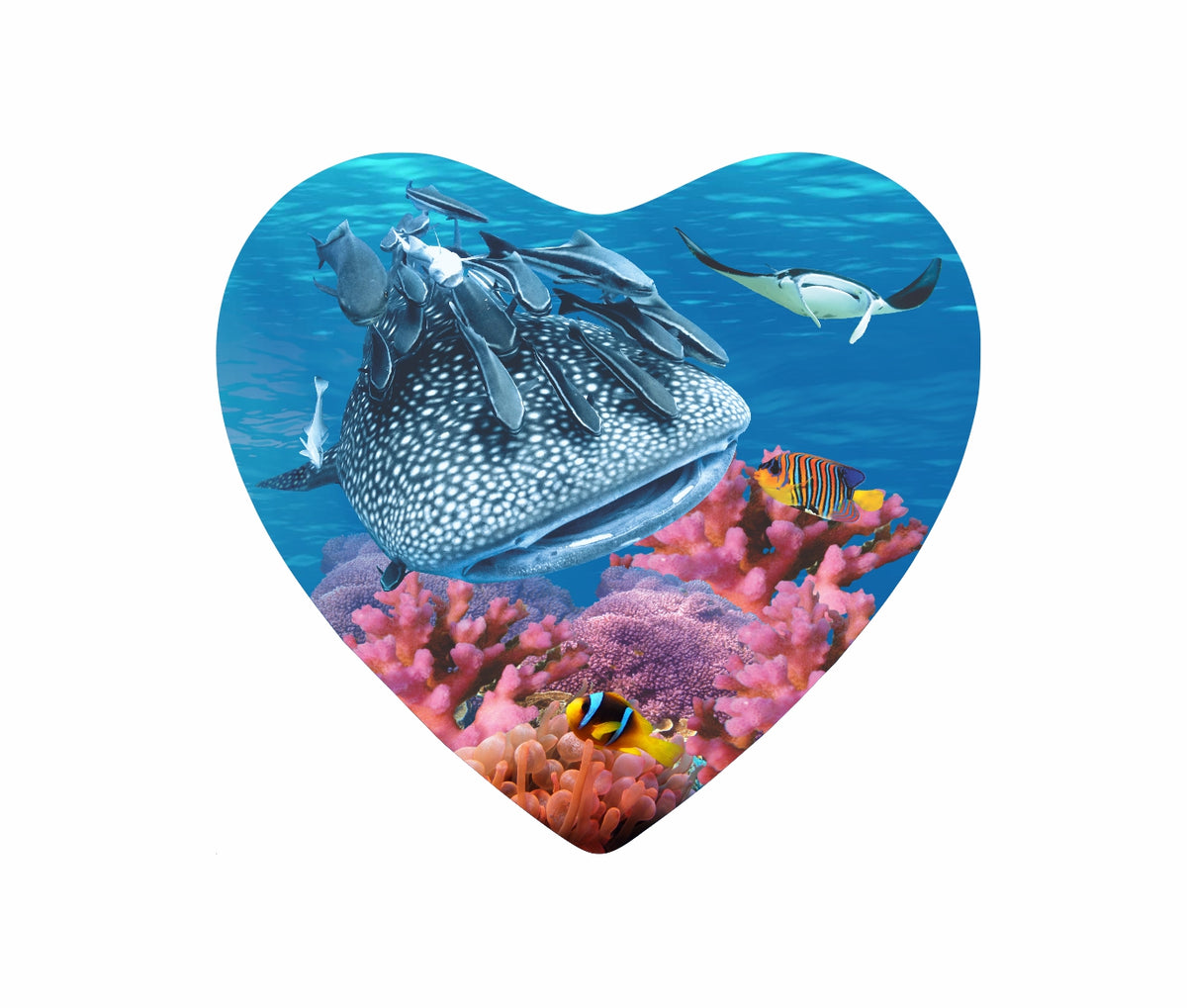 Magnets – Tagged "Manta Ray" – Fair Dinkum Gifts
